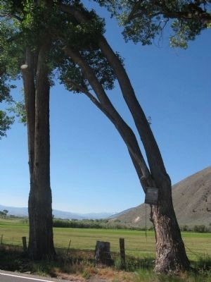 Hanging Tree Historical Marker