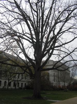 Dr. Martin Luther King, Jr. Memorial Tree Historical Marker