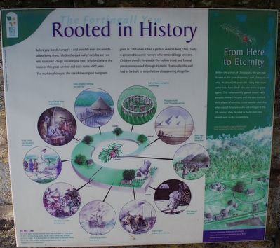 Fortingall Yew Tree Historical Marker