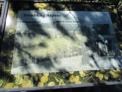 Trembling Aspens Historical Marker