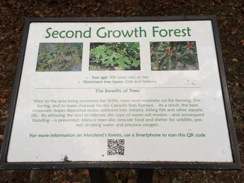 Second Growth Forest Historical Marker