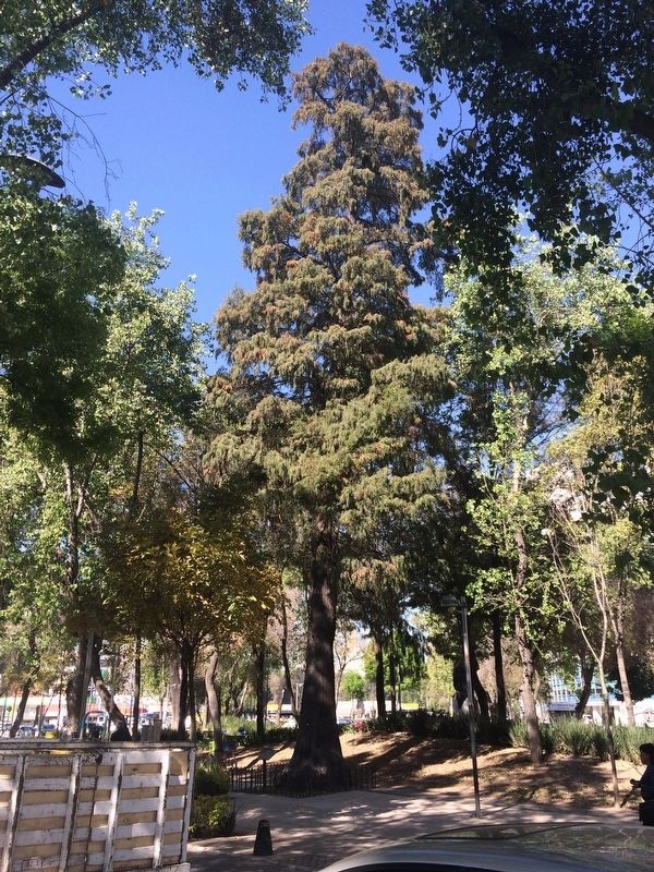 The Juárez Tree Historical Marker
