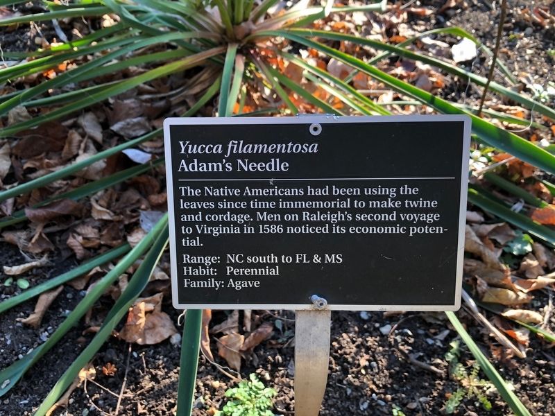 Yucca Filamentosa Native Range