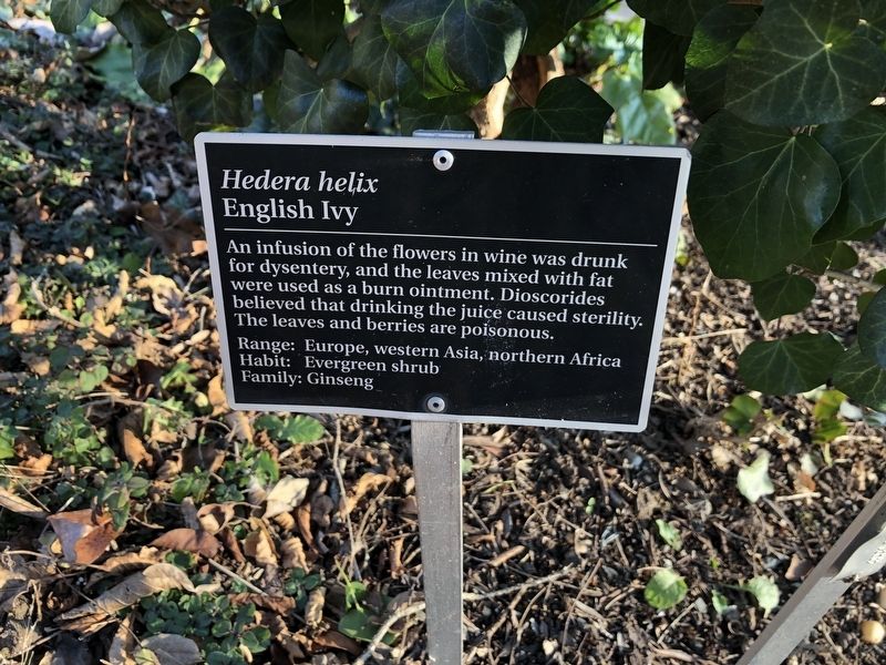 Hedera helix Historical Marker