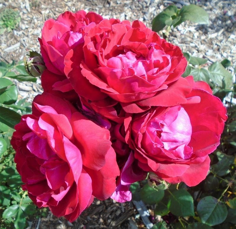 National Rosie the Riveter Memorial Rose Garden Historical Marker