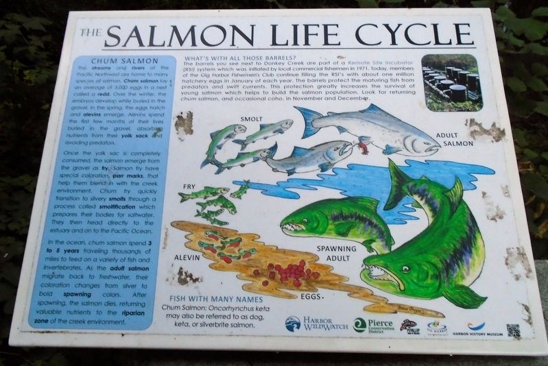 The Salmon Life Cycle Historical Marker