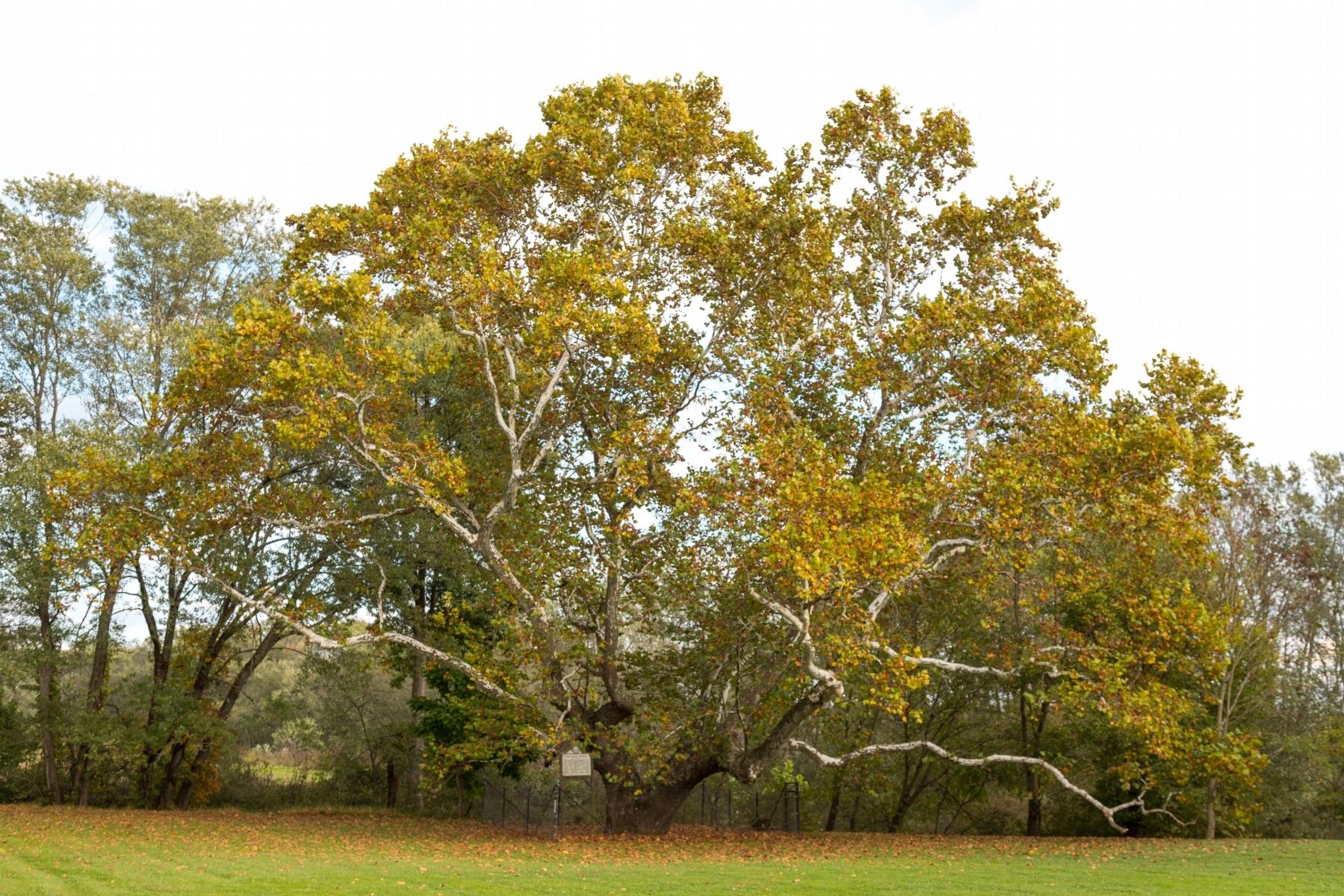Pringle Tree Historical Marker