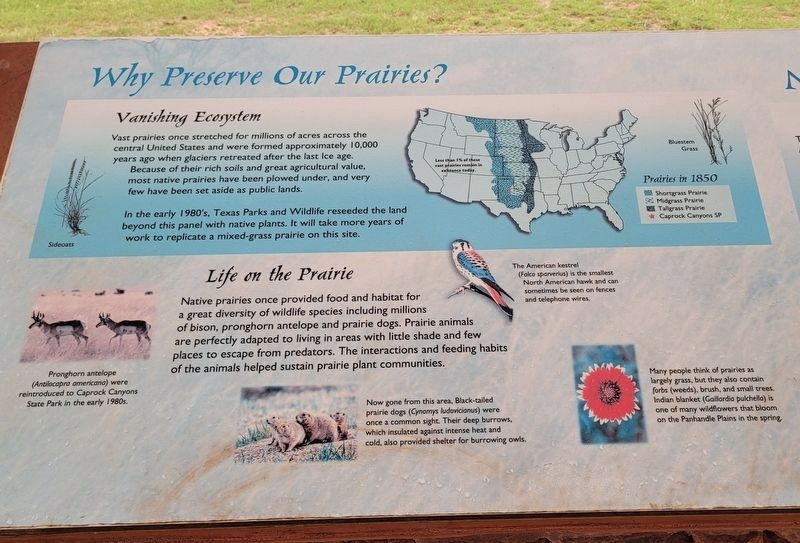 Natural Disturbance-Lifeblood of the Prairies Historical Marker