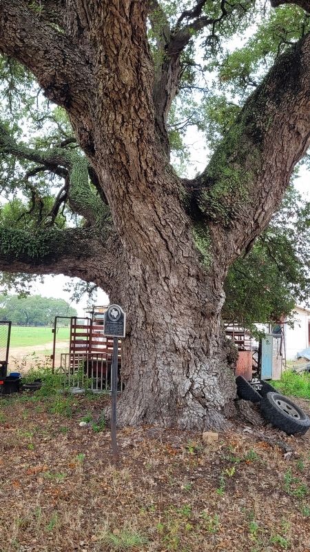 Old Evergreen Tree Historical Marker