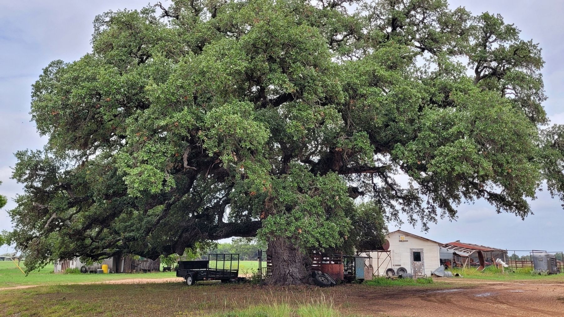 Old Evergreen Tree Historical Marker