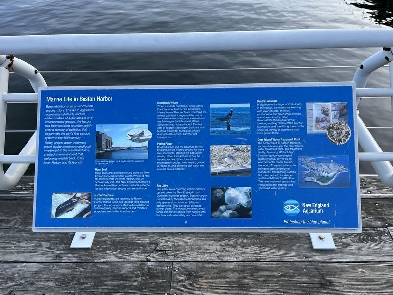 Marine Life in Boston Harbor Historical Marker