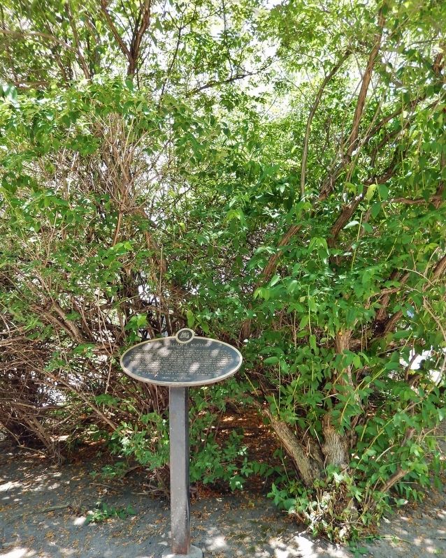 Dr. William T. Mustard Historical Marker