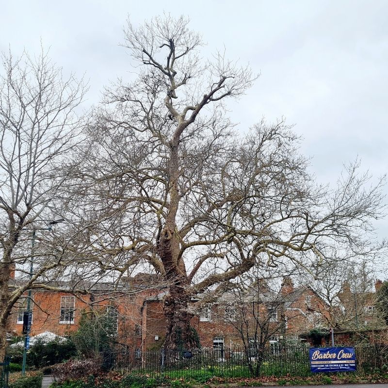 Oriental Plane Historical Marker