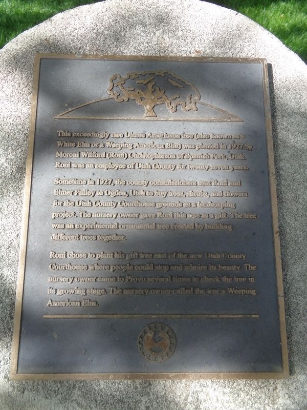 Weeping American Elm Historical Marker