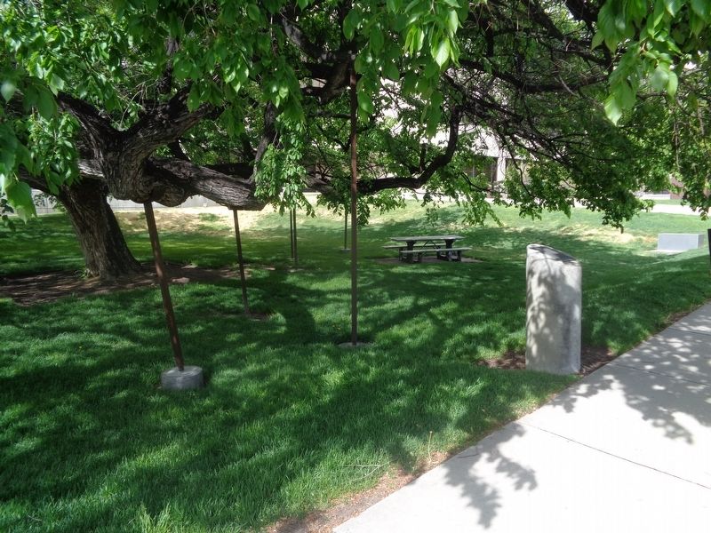 Weeping American Elm Historical Marker