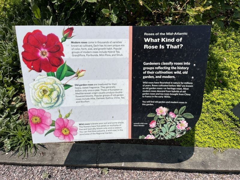 What Kind of Rose Is That? Historical Marker