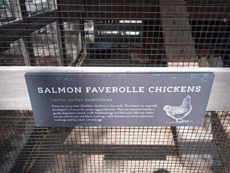 Salmon Faverolle Chickens Historical Marker