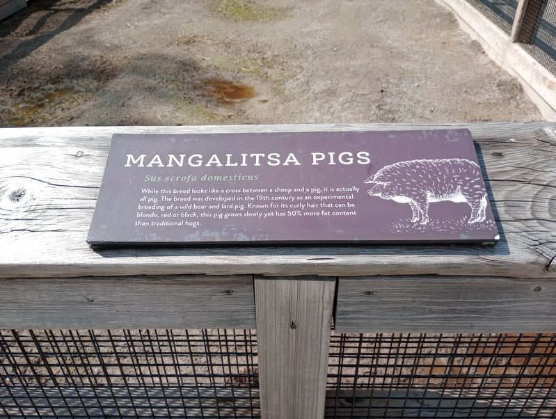 Mangalitsa Pigs Historical Marker