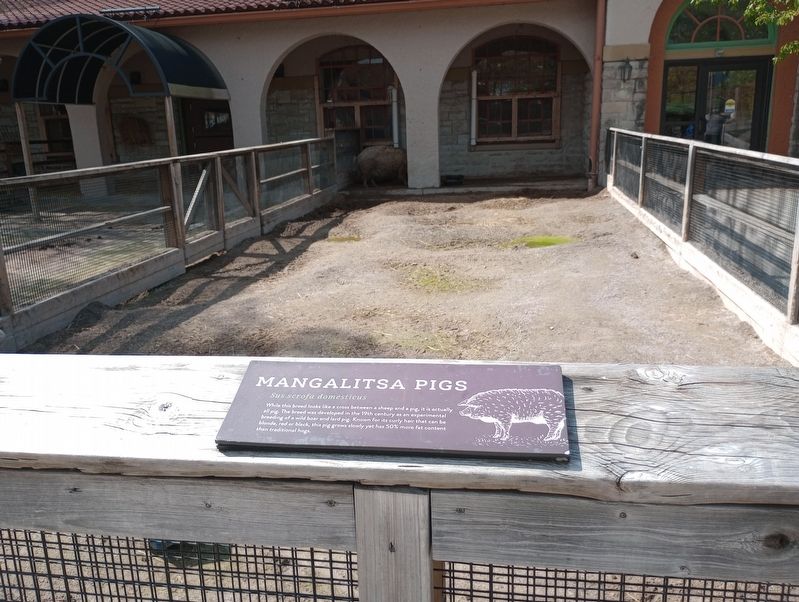 Mangalitsa Pigs Historical Marker
