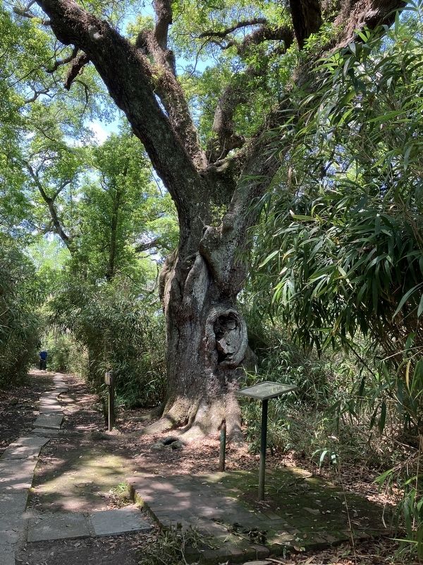 The Survey Tree Historical Marker