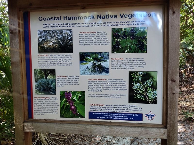 Coastal Hammock Native Vegitation / Coastal Hammock Wildlife Historical ...