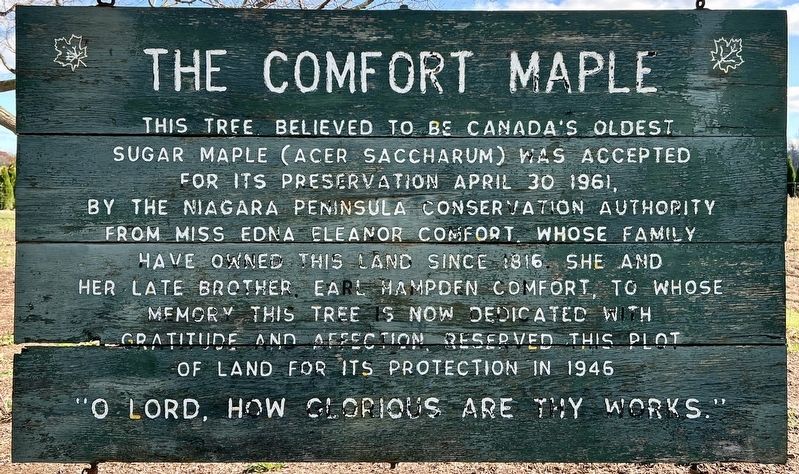 The Comfort Maple Historical Marker