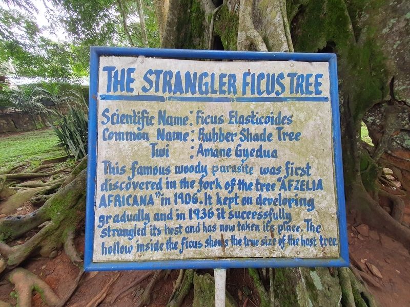 The Strangler Ficus Tree Historical Marker