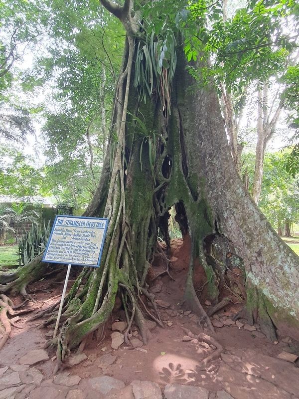 The Strangler Ficus Tree Historical Marker