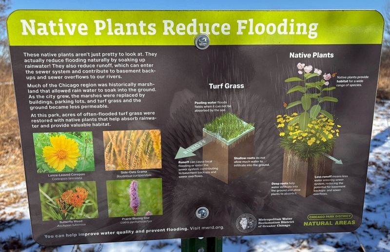 Native Plants Reduce Flooding Historical Marker