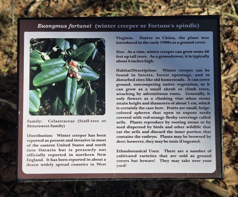 Euonymus fortunei (winter creeper or Fortune's spindle) Historical Marker