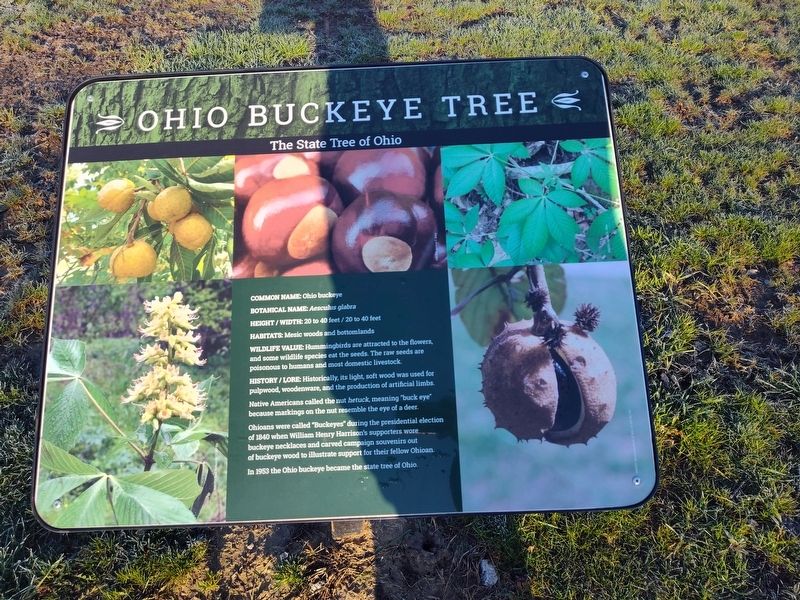 Ohio Buckeye Tree Historical Marker