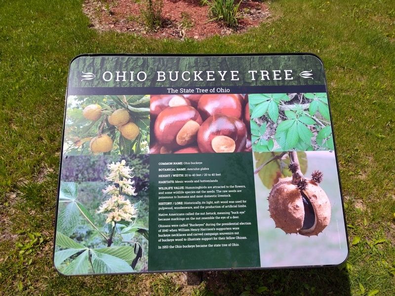 Ohio Buckeye Tree Historical Marker
