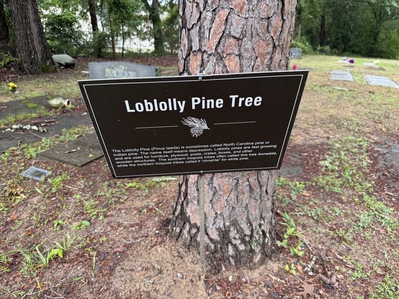Loblolly Pine Tree Historical Marker
