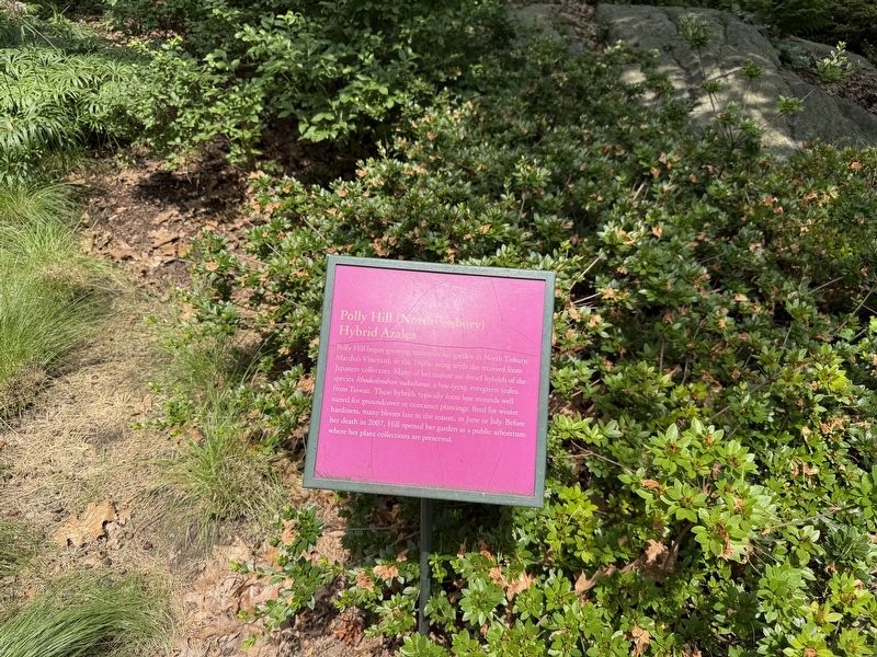 Polly Hill (North Tisbury) Hybrid Azalea Historical Marker