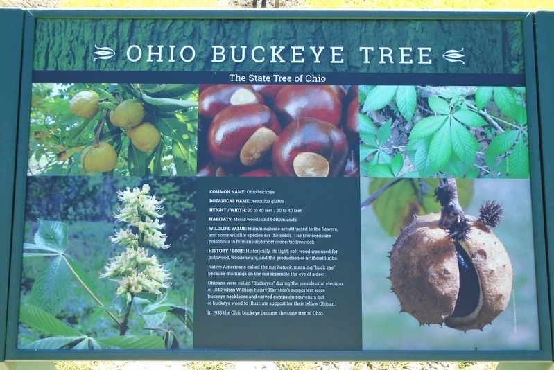 Ohio Buckeye Tree Historical Marker