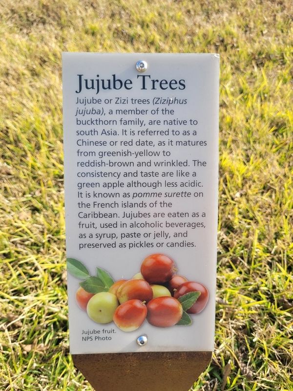 Jujube Trees Historical Marker